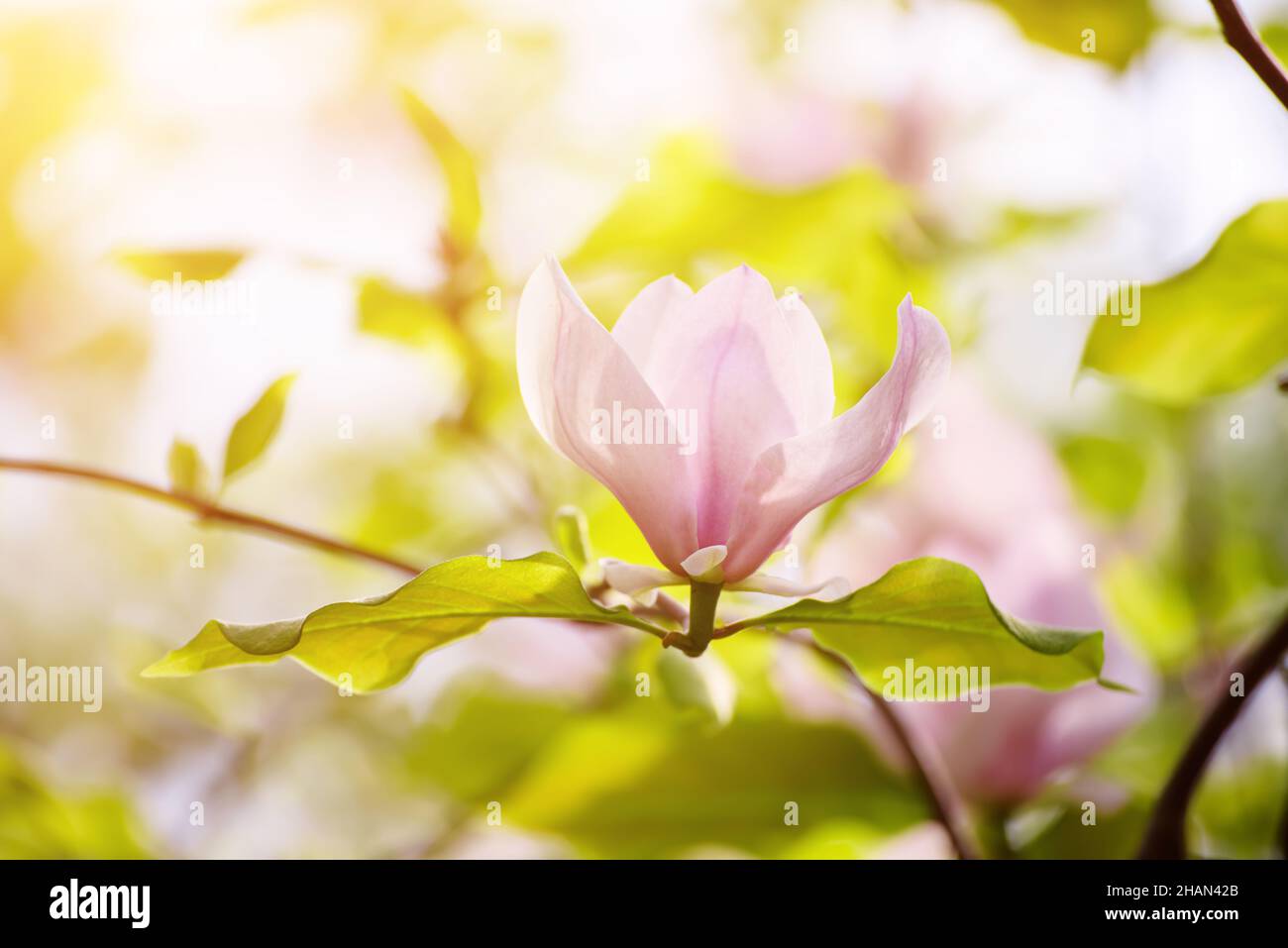 Magnolia spring flowers Stock Photo - Alamy