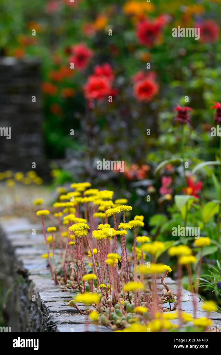 sedum, stonecrop,sedum flowers,sedum flower spike,flower stalk,sedums ...