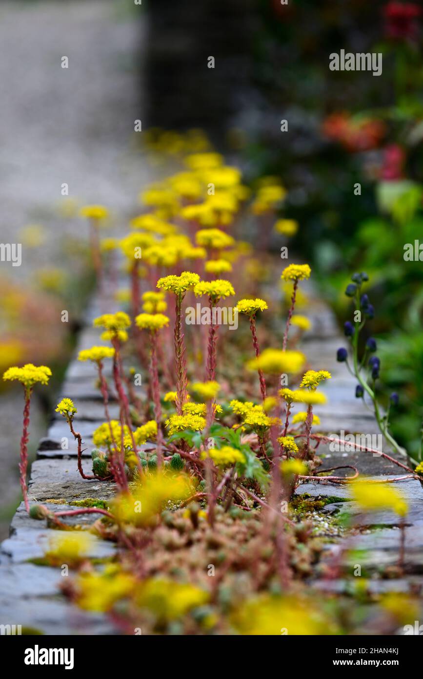 sedum, stonecrop,sedum flowers,sedum flower spike,flower stalk,sedums ...