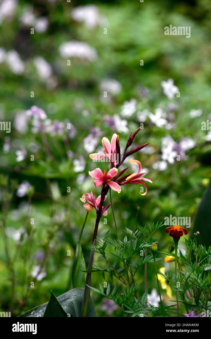 Canna panache hi-res stock photography and images - Alamy
