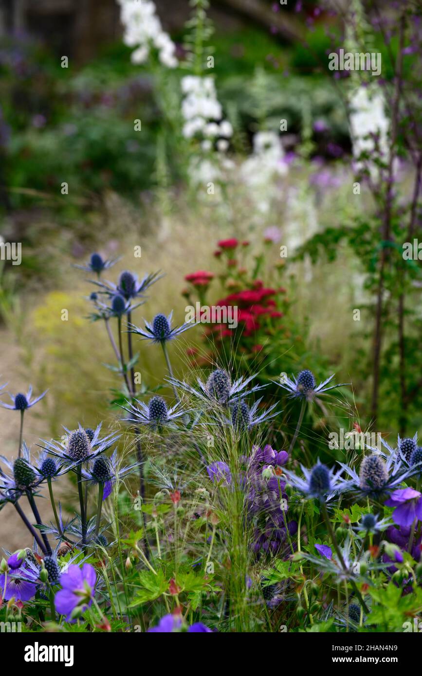 Eryngium X Zabelii Big Blue,Sea Holly,blue flowers,blue flower ...