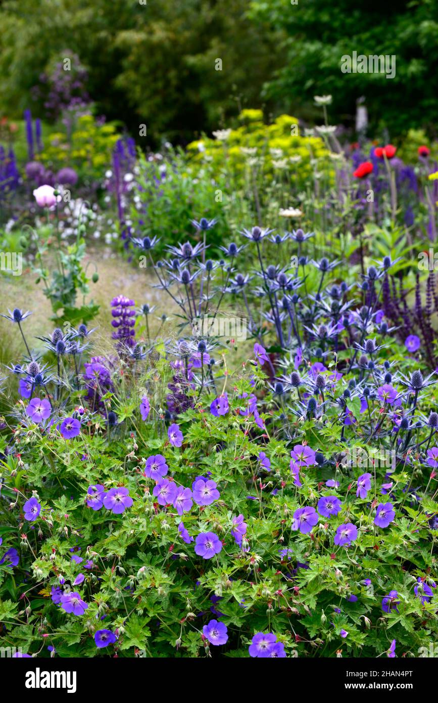 geranium rozanne,Eryngium X Zabelii Big Blue,Sea Holly,blue flowers ...