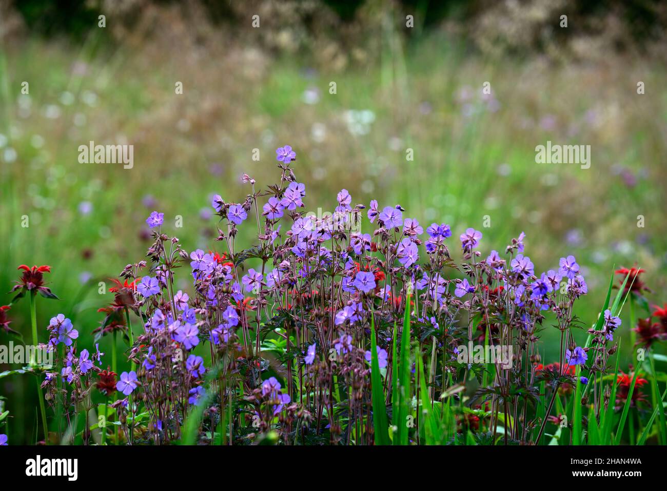 Geranium pratense Dark Reiter,geranium,dark foliage,dark leaves,lilac ...