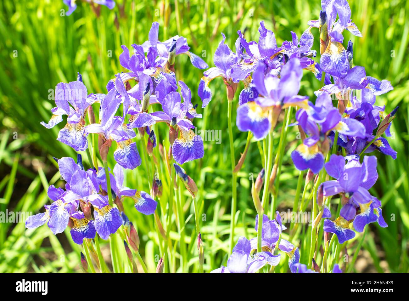 Many blue irises, blooming perennial flower wild plant of swamps ...