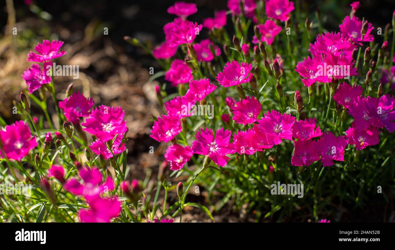 Magenta flower clove pink blossom at sunrise, pink fresh carnation in ...
