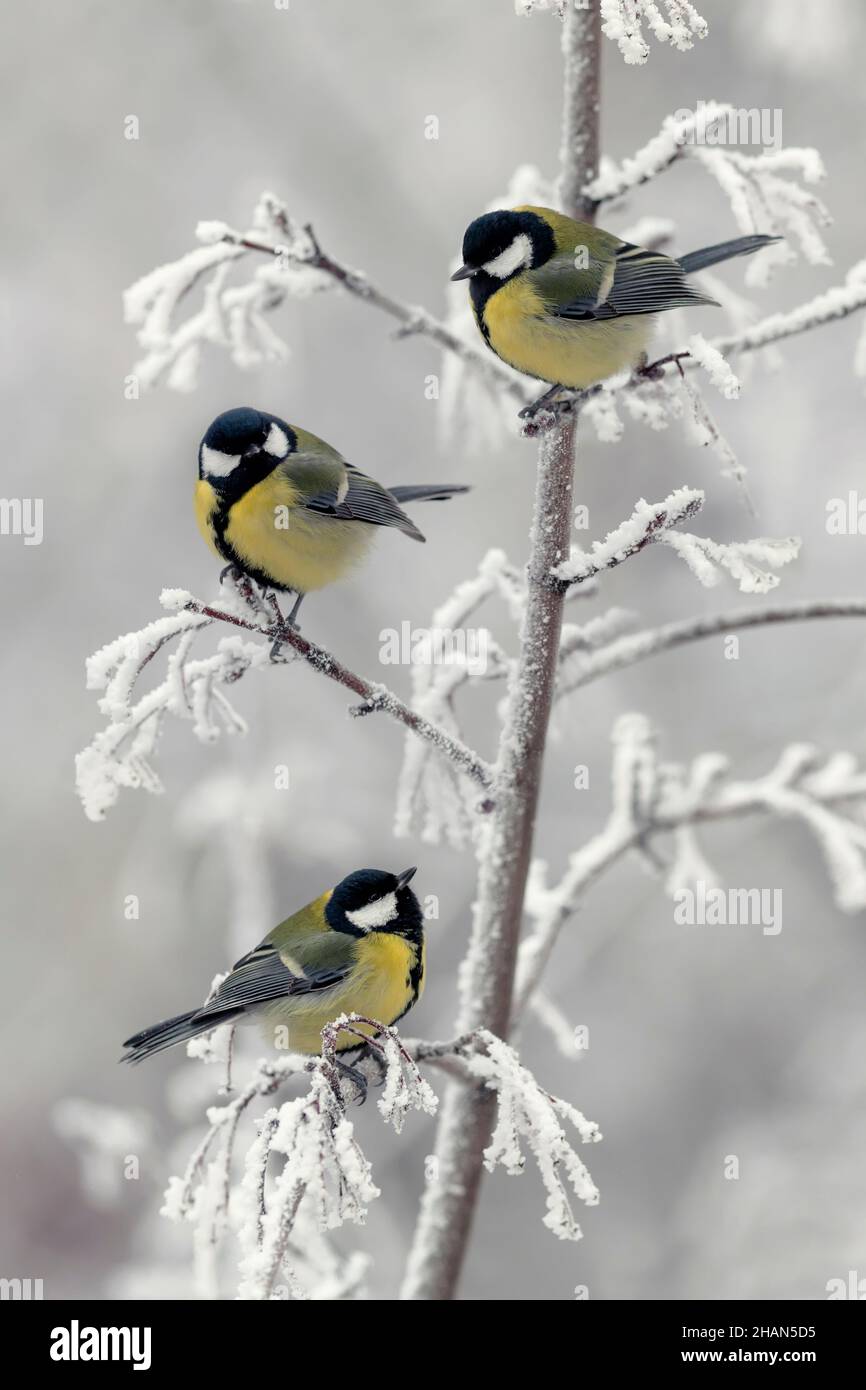 vertical background with three beautiful chickadee birds sitting on ...