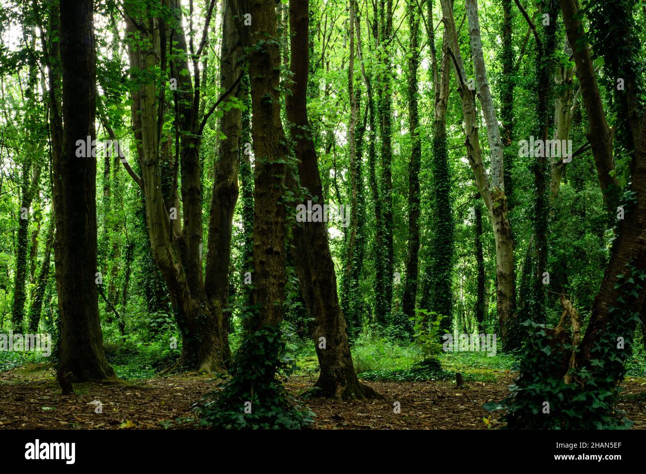 Dense forest with overgrown trees Stock Photo - Alamy