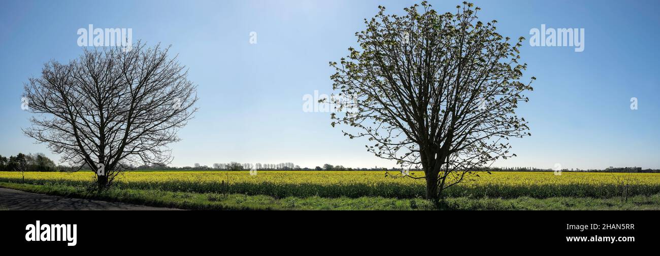 Spring tree at the field Stock Photo - Alamy