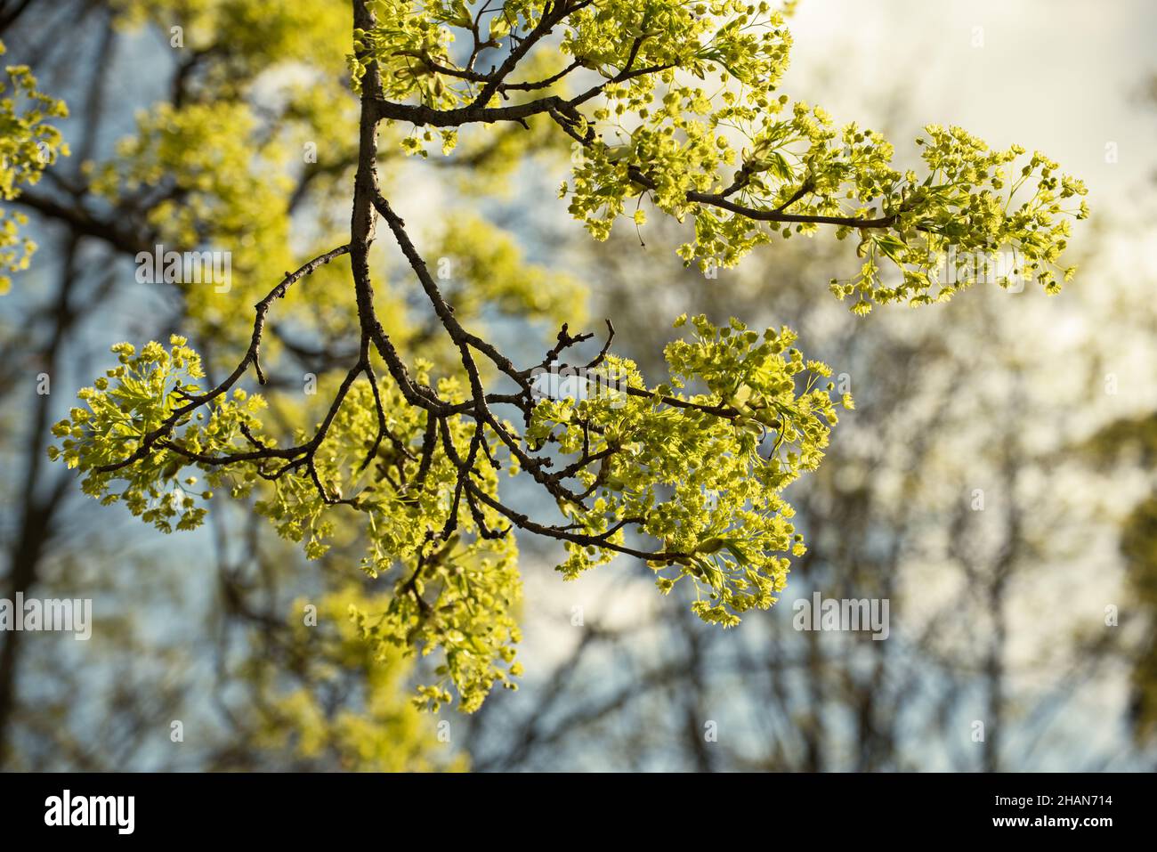 Blooming of maple tree Stock Photo - Alamy