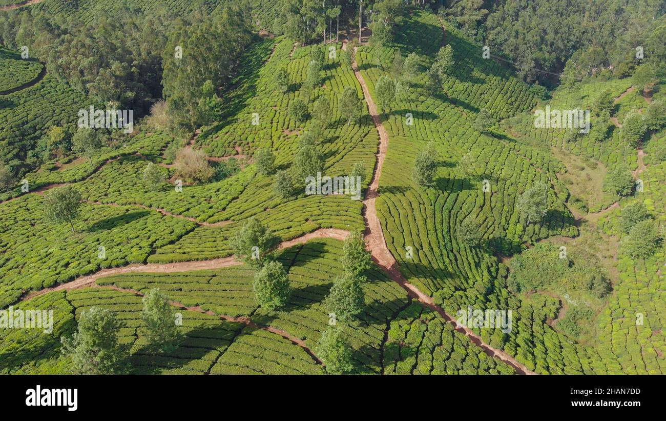 Aerial view tea plantations of India. Kerala State. Near the lake ...