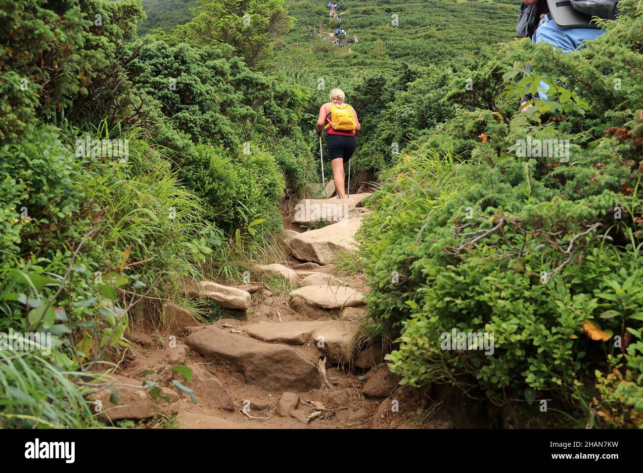 Tourists climb to the top of the mountain Hoverla. Hoverla is the ...