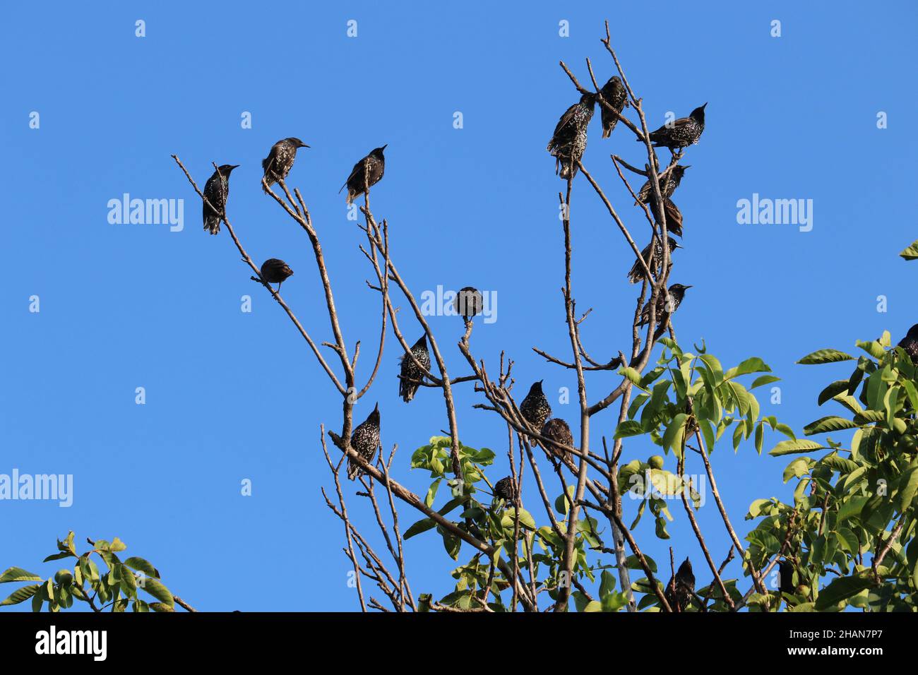 Singing starlings sit on a dry tree Stock Photo - Alamy