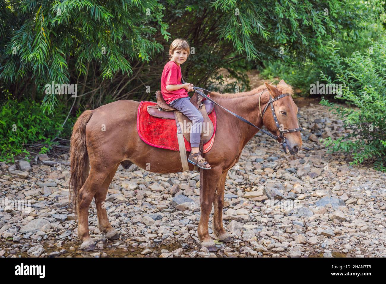 Boy rides a horse in the forest Stock Photo - Alamy