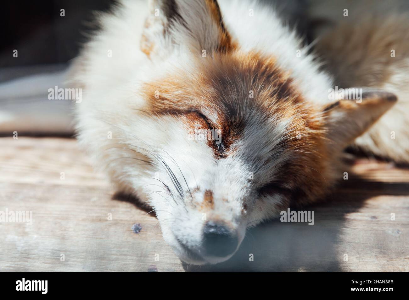 Marble Red Fox