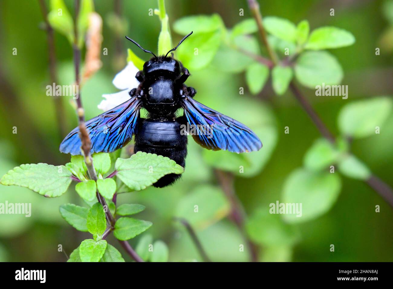 Carpenter bee (xylocopa Stock Photo - Alamy