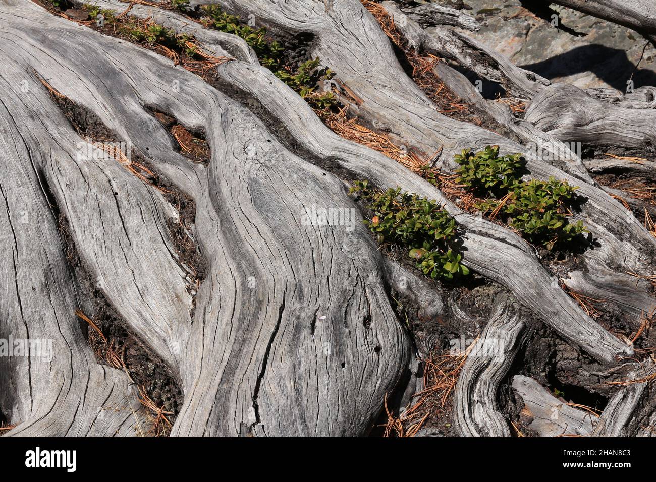 Big roots of a old larch tree Stock Photo - Alamy
