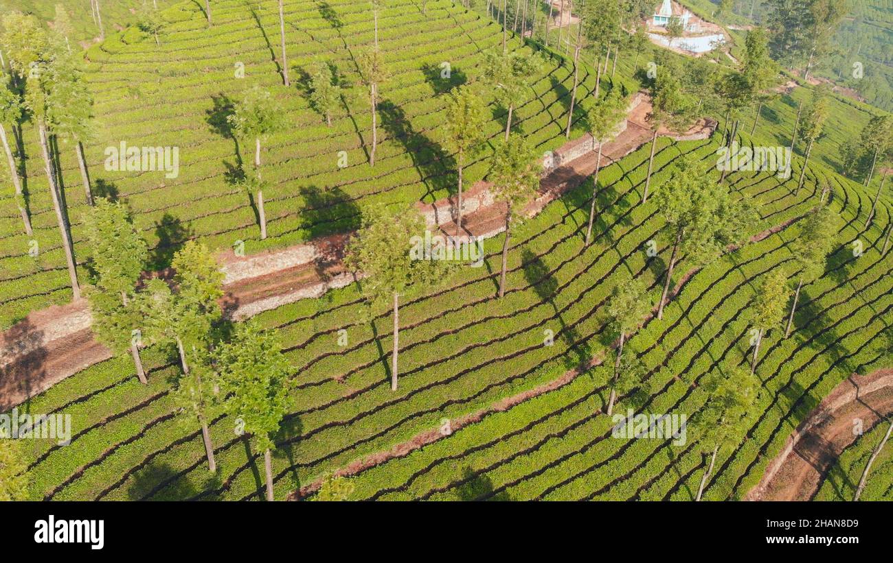Aerial view of drone tea plantations in the vicinity of the city of ...