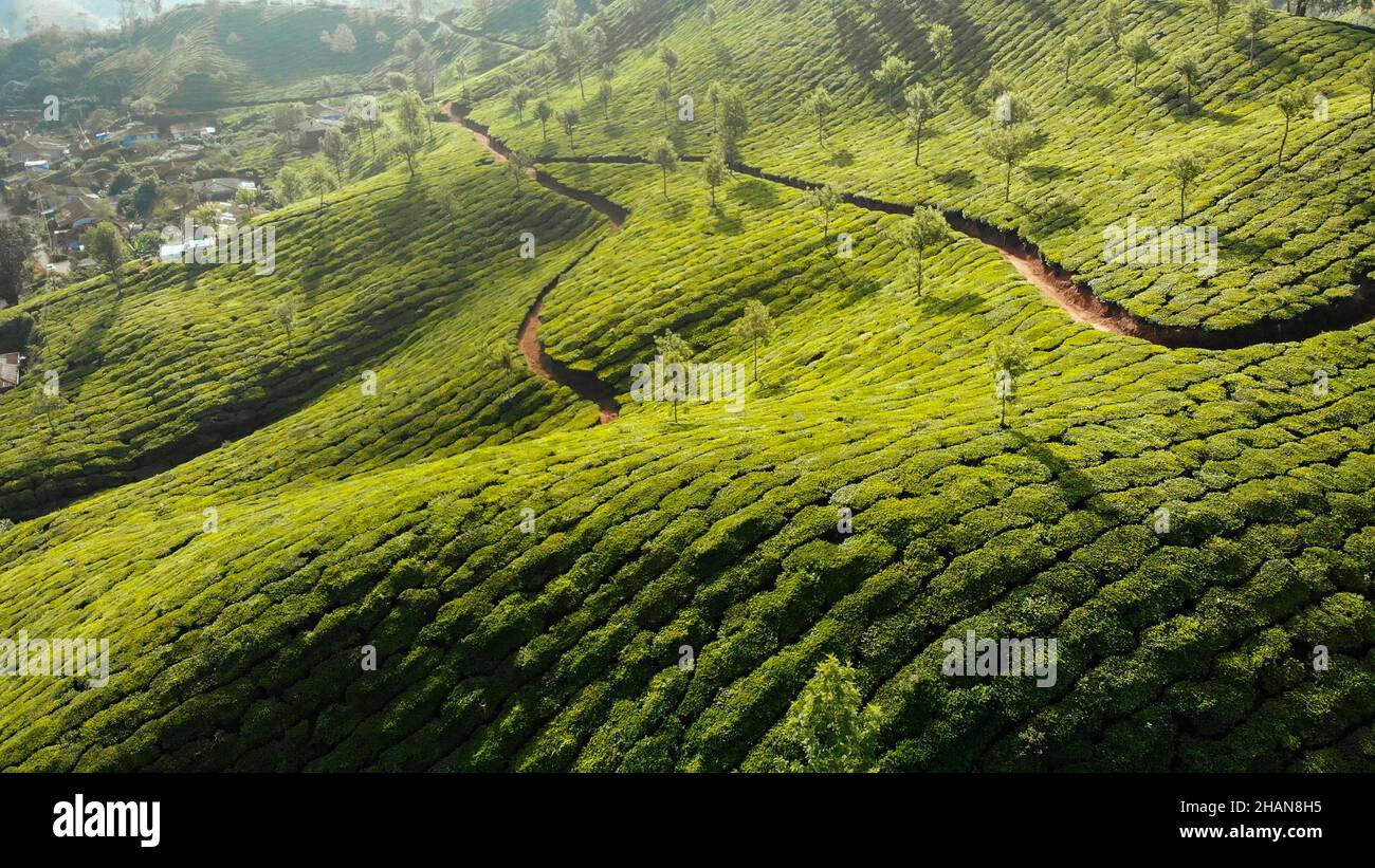Aerial view of drone tea plantations in the vicinity of the city of ...