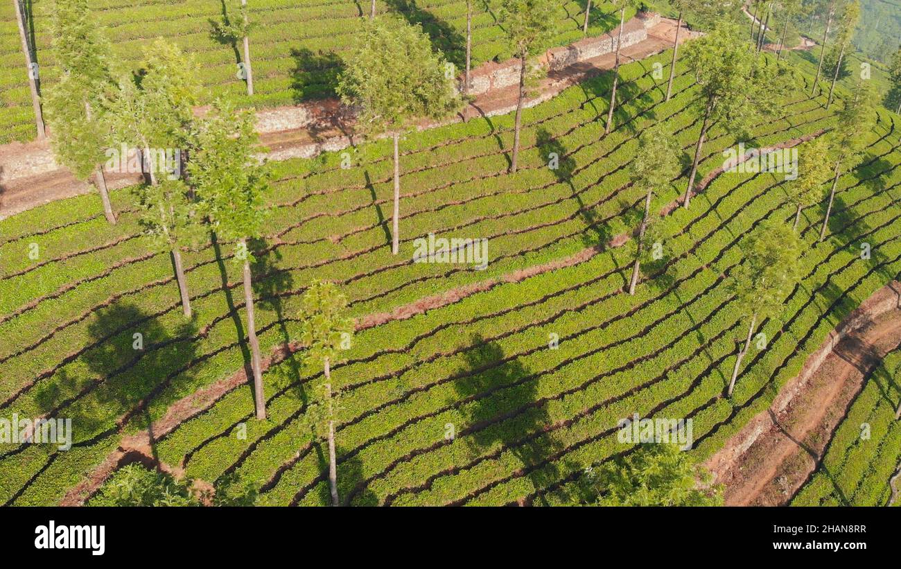 Aerial view of drone tea plantations in the vicinity of the city of ...