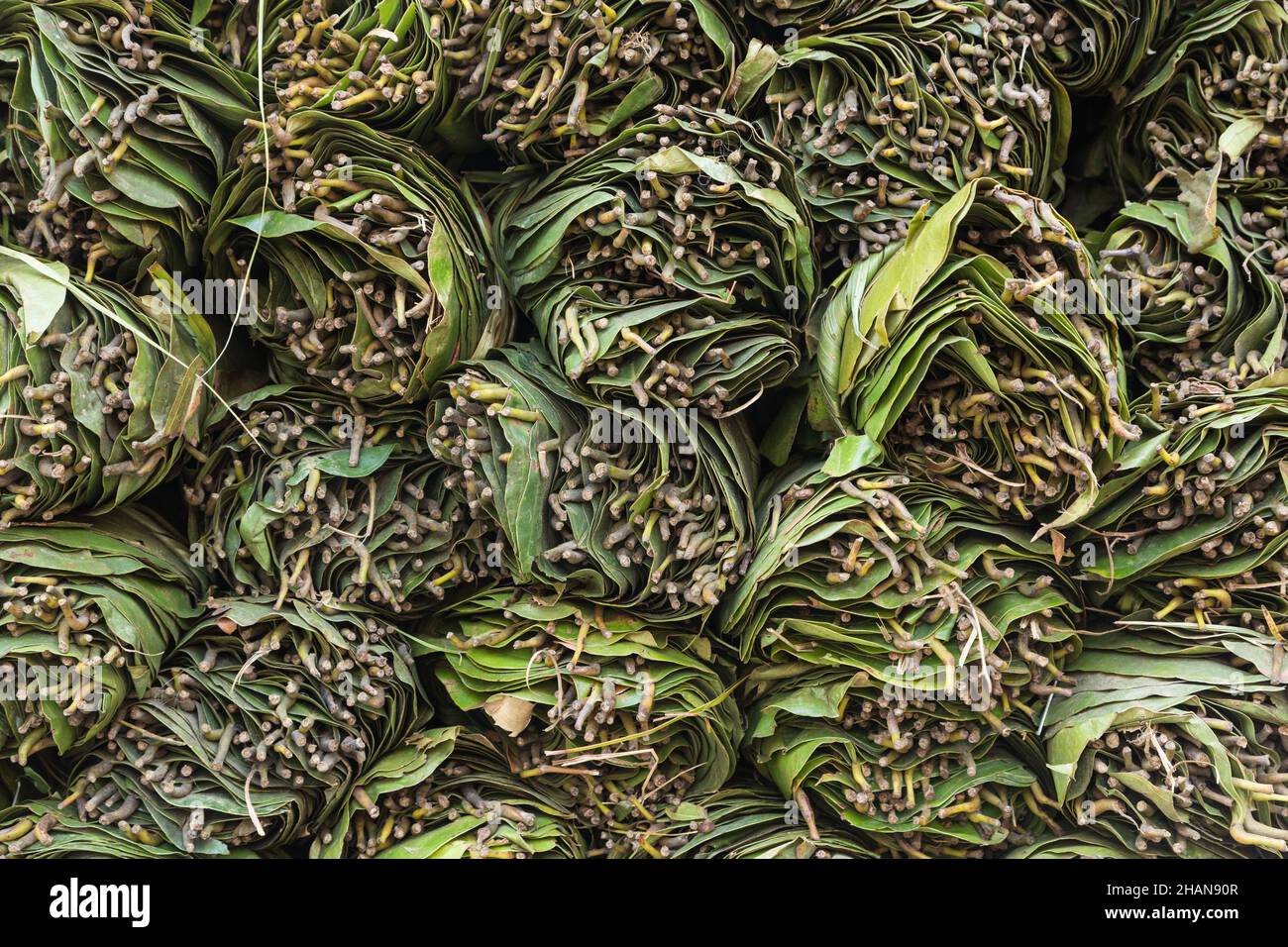 Saal tree shorea robusta hi-res stock photography and images - Alamy