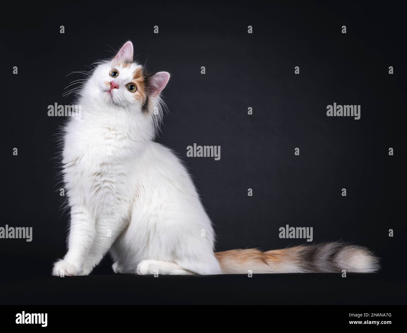 Calico Turkish Van