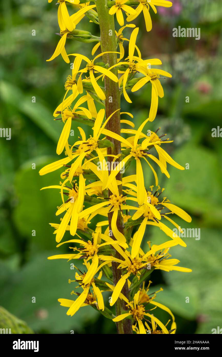 Ligularia 'Zepter' a summer autumn fall flowering plant with a yellow ...
