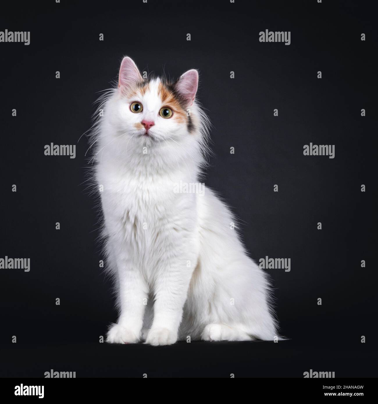 Adorable young Turkish Van cat, sitting sitting up facing front ...