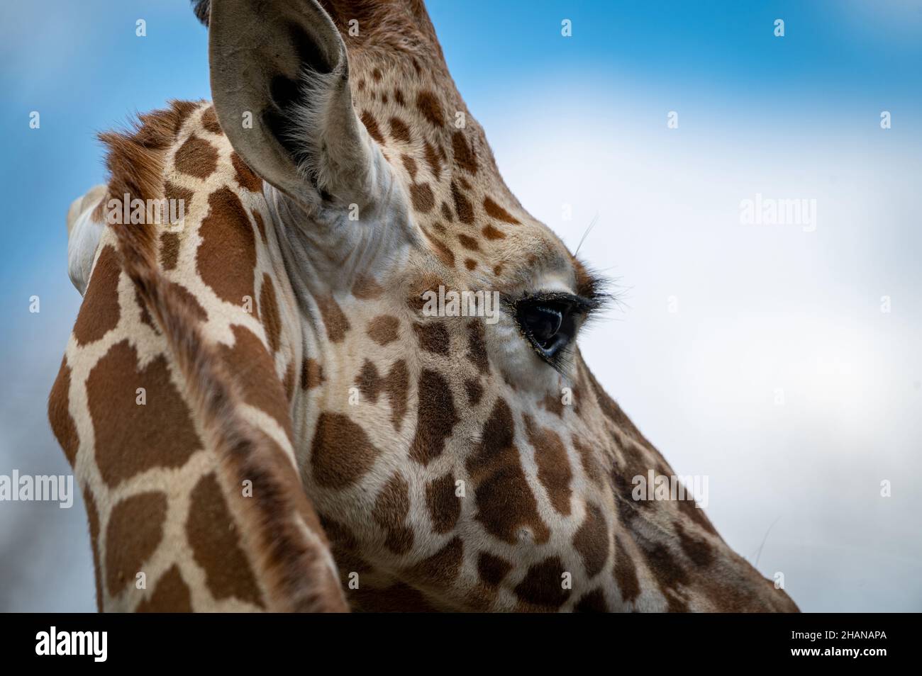 Giraffe Eyes Side View