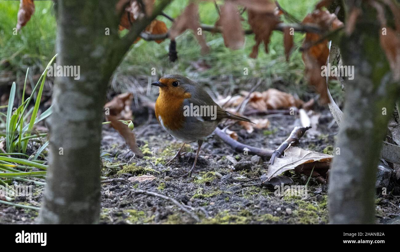 Robin on the ground in the summer, singing Stock Photo - Alamy