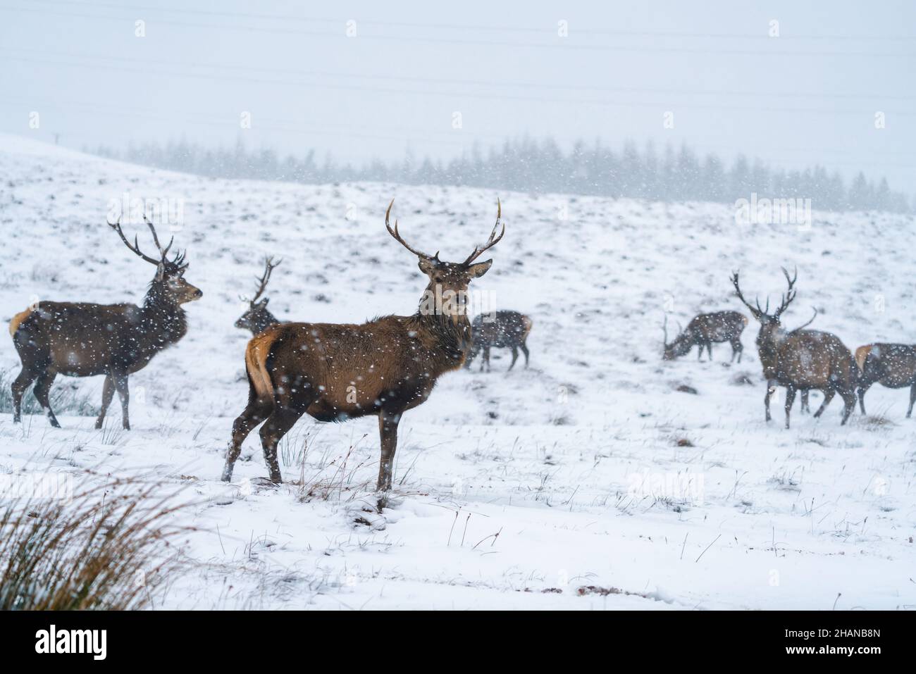 Scottish red deer (Cervus elaphus) in winter snow blizzard in Scotland ...