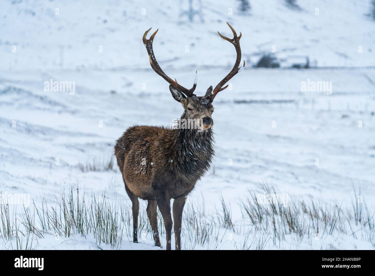 Scottish red deer (Cervus elaphus) in winter snow in Scotland ...