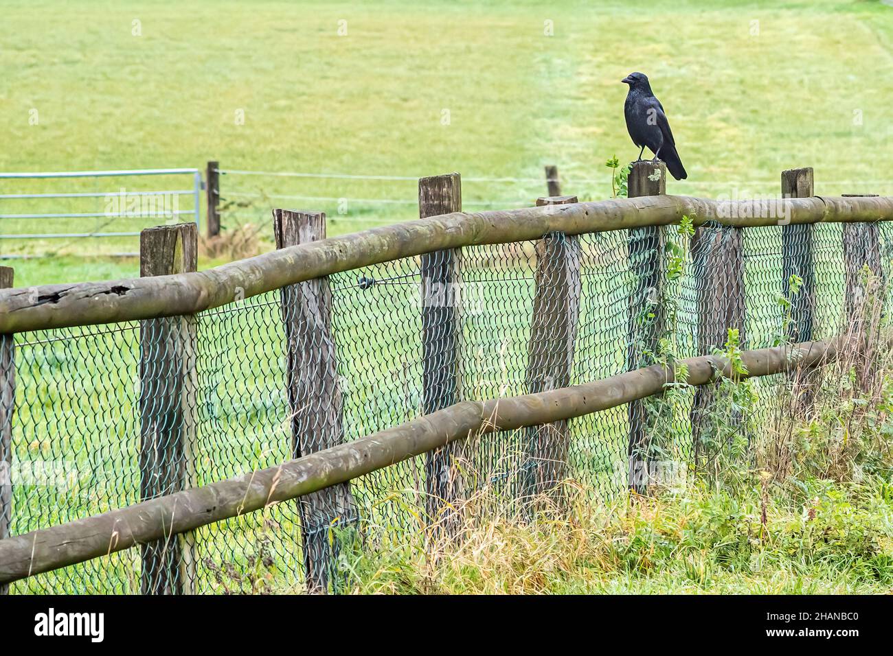 tle : Landscape with greenery and a net fence Stock Photo - Alamy