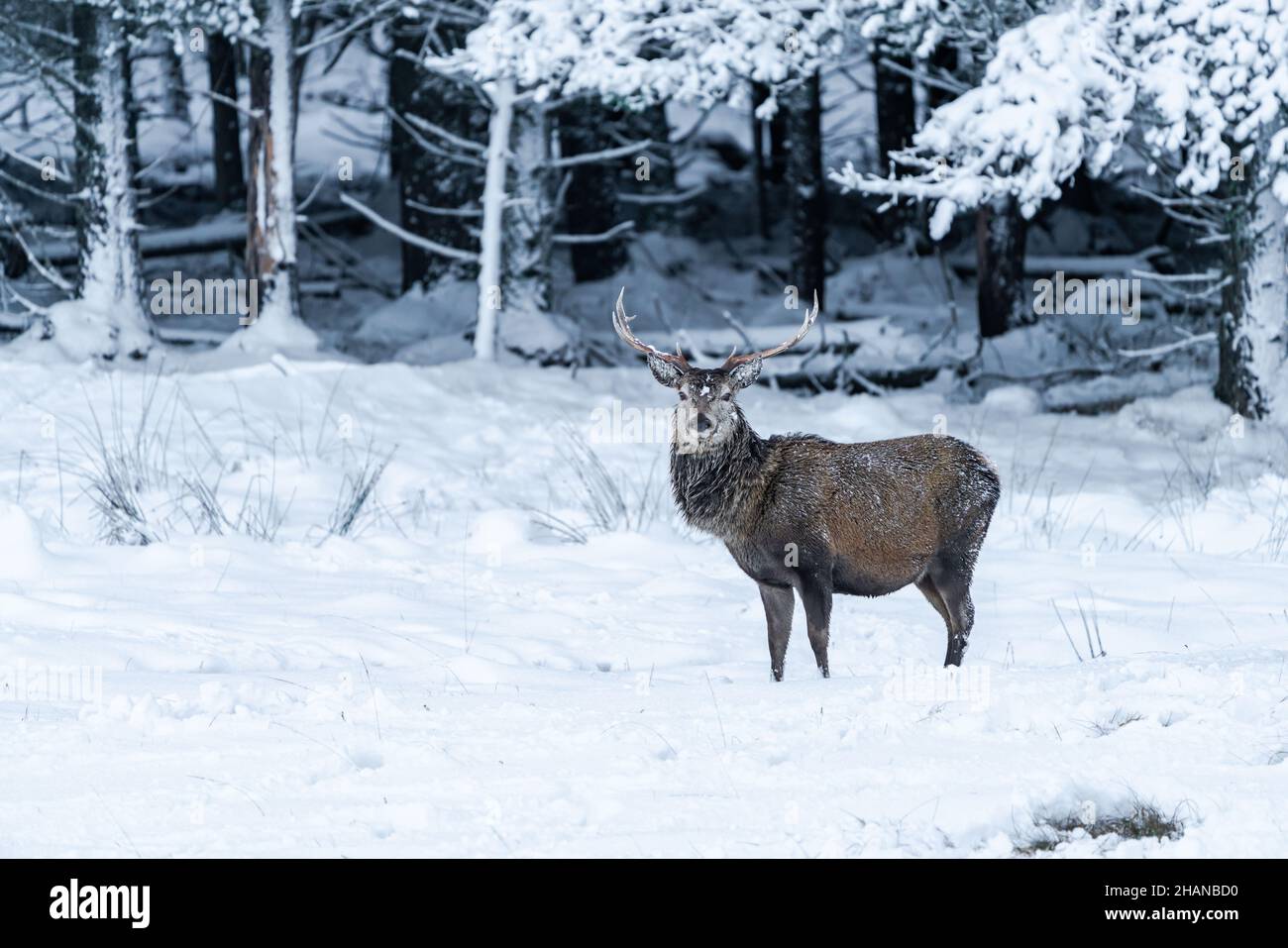 Scottish red deer (Cervus elaphus) in winter snow in Scotland ...
