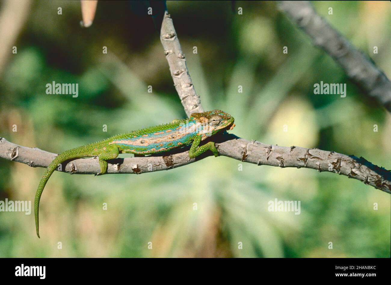 Cape dwarf chameleon (Bradypodion pumilum), a species endemic to the ...