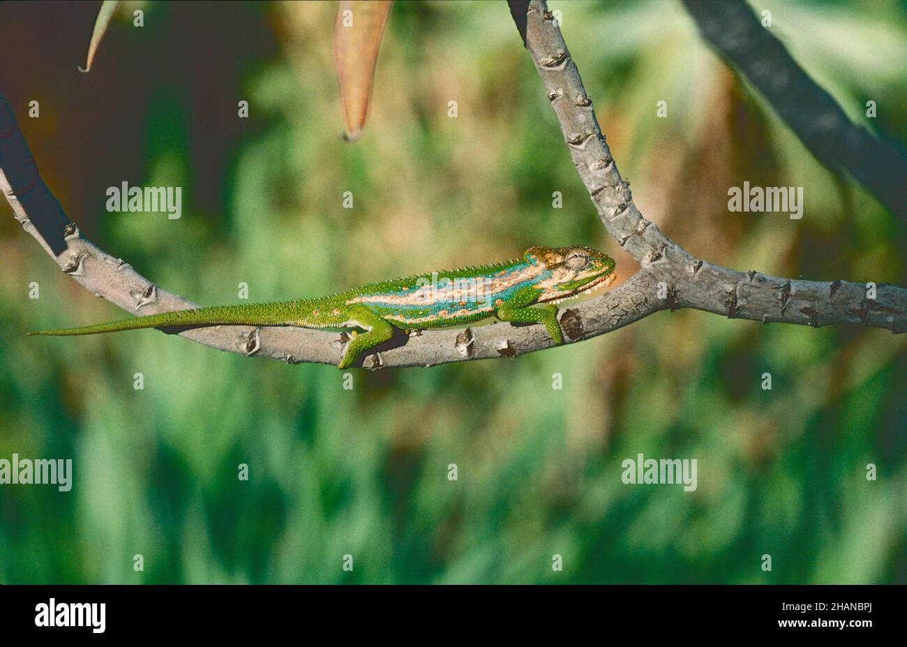 Cape dwarf chameleon (Bradypodion pumilum), a species endemic to the ...