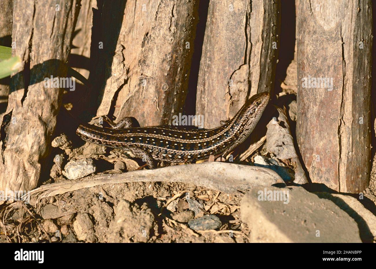 Cape skink (Mabuya capensis), Stellenbosch, South Africa Stock Photo ...