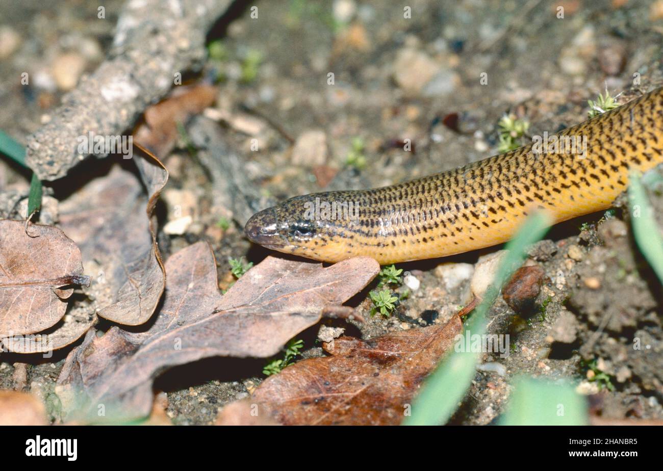 Cape legless skink (Acontias meleagris meleagris). Two races of this ...