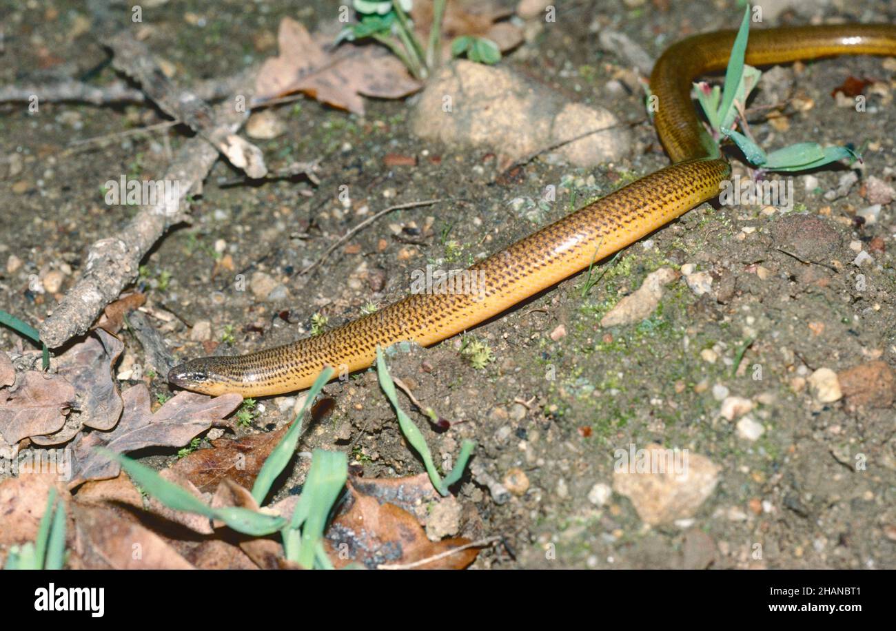 Cape legless skink (Acontias meleagris meleagris). Two races of this ...