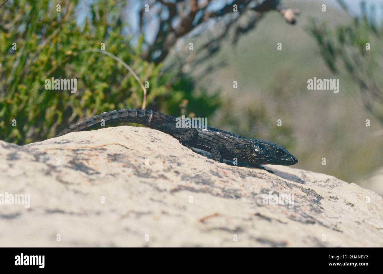 Black girdled lizard (Cordylus niger), an endemic species of the Cape ...
