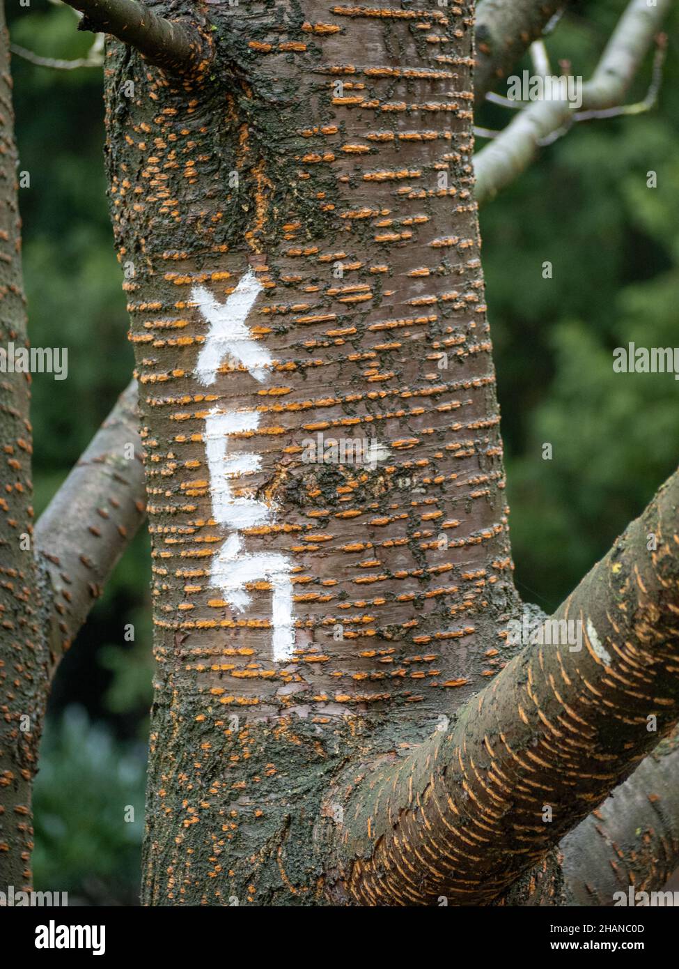 signs for hiking trails in forest Stock Photo - Alamy