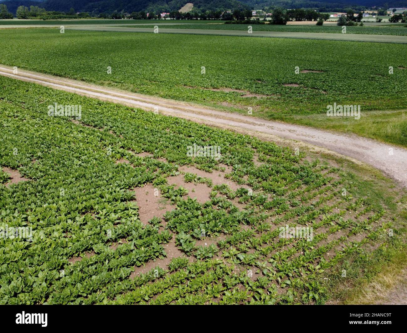 Fresh green agricultural fields Stock Photo - Alamy