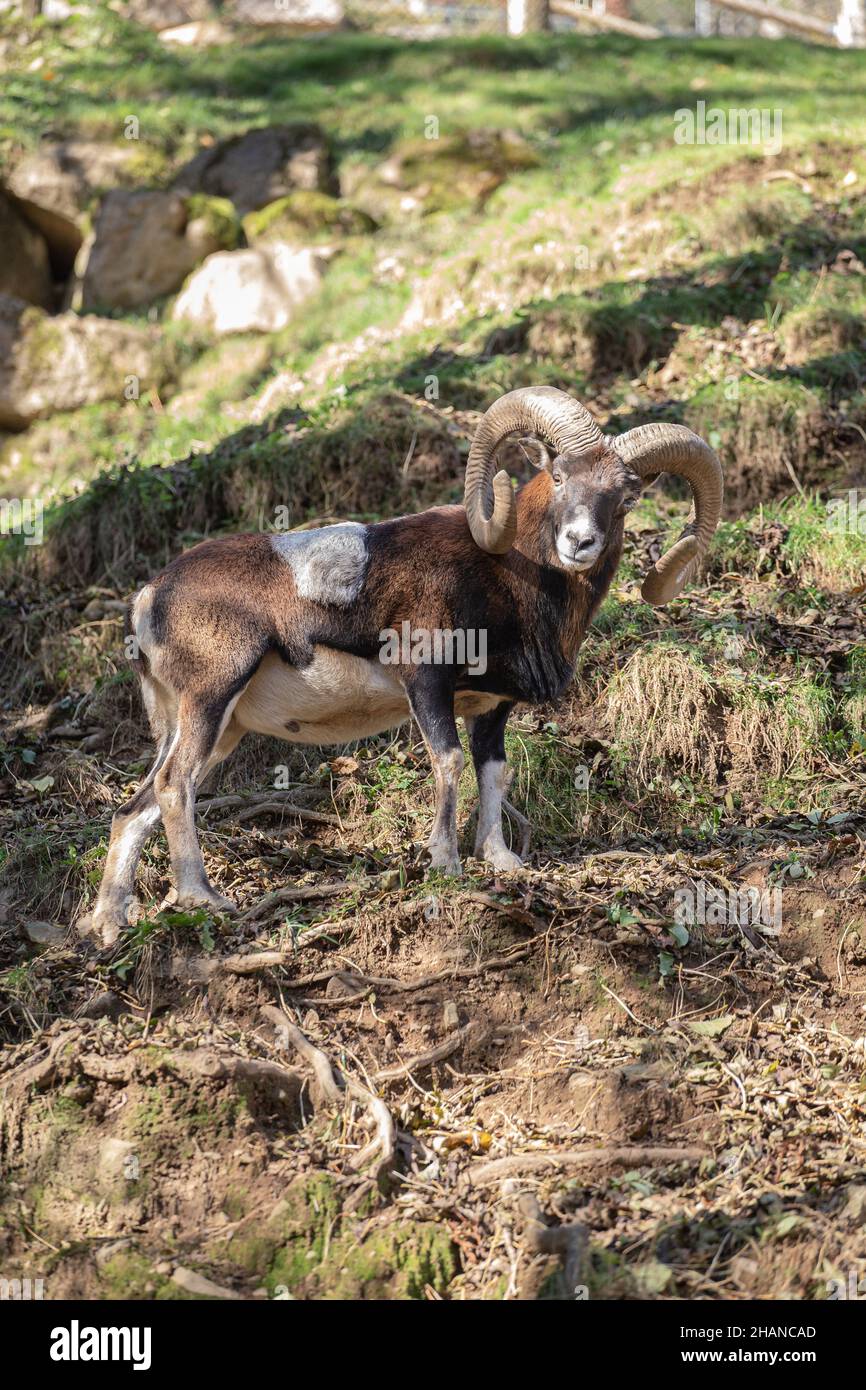 Goat landscape animal head hi-res stock photography and images - Alamy