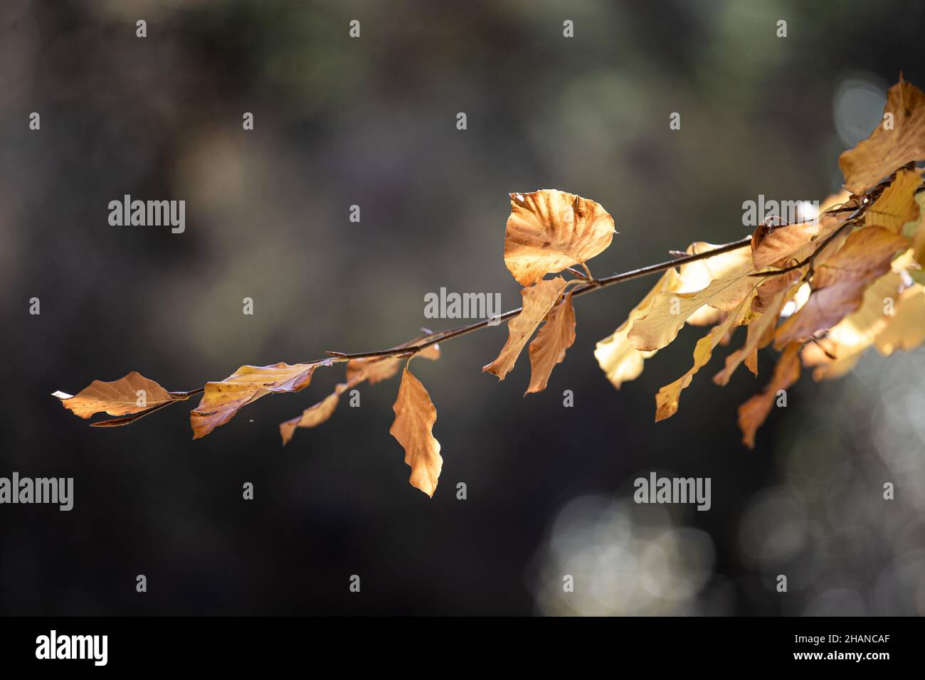 Some yellow leaves on a tree branch ready to fall on an autumn ...