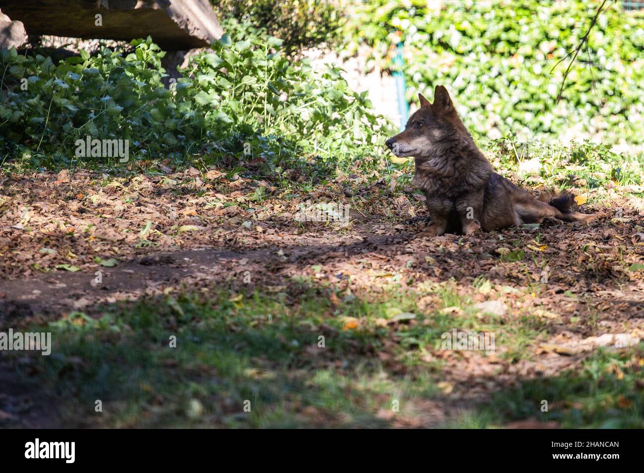 Wild big wolf resting on a wildlife reserve green landscape Stock Photo ...