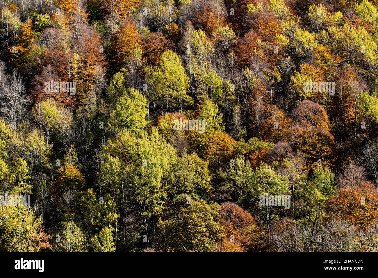 Brown and orange autumn foliage colours forest fall colors background ...