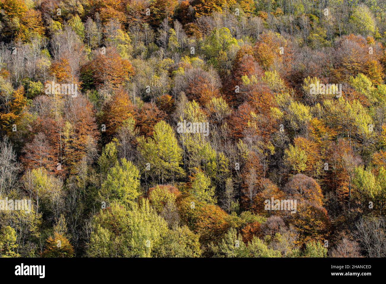 Brown and orange autumn foliage colours forest fall colors background ...
