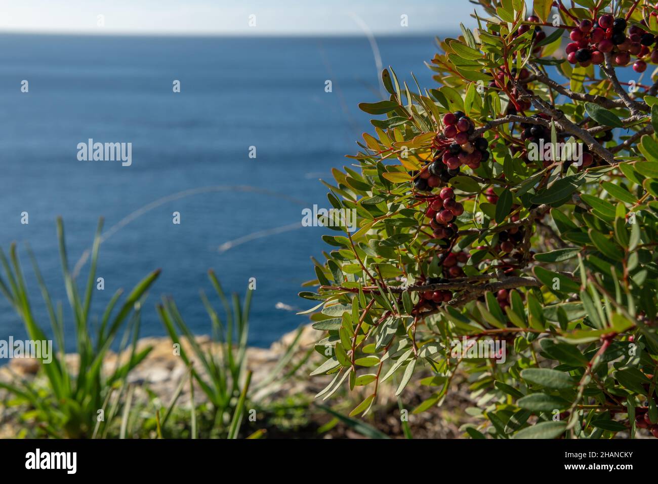 Mastic tree hi-res stock photography and images - Alamy