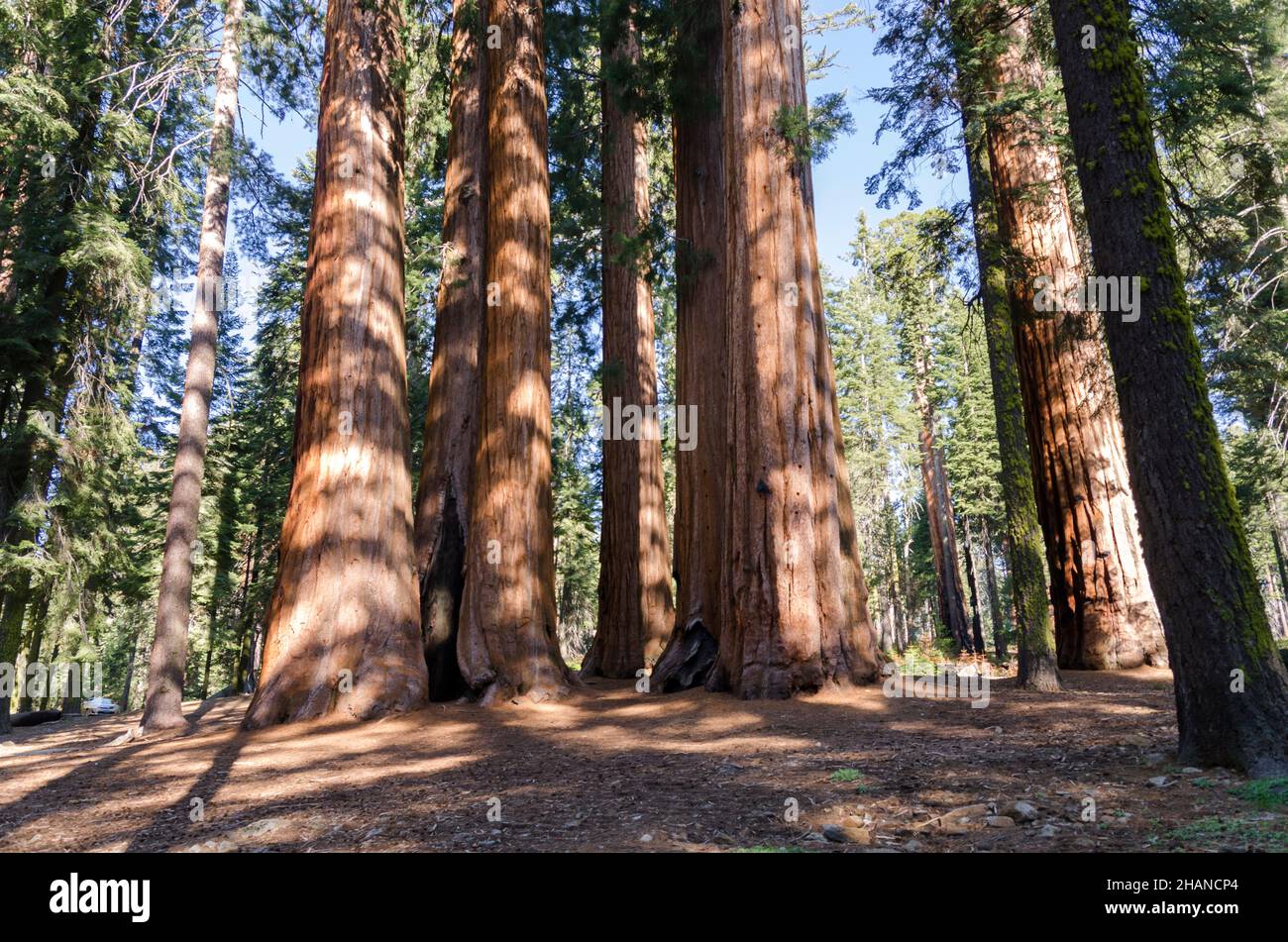 landscape and trees in Sequoia National Park in California in united ...
