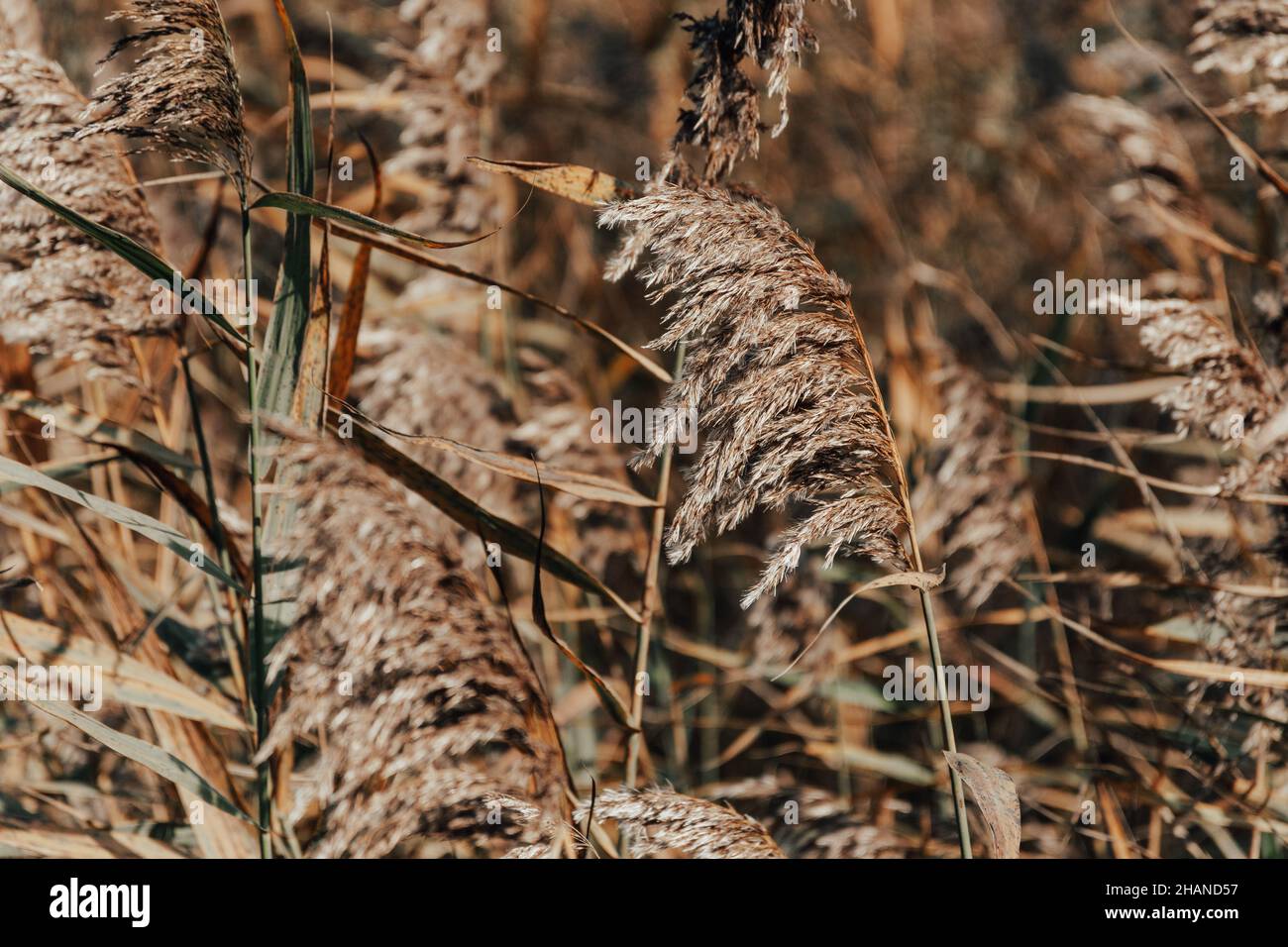 Close-up photo of seed ears of reed plants in field Stock Photo - Alamy