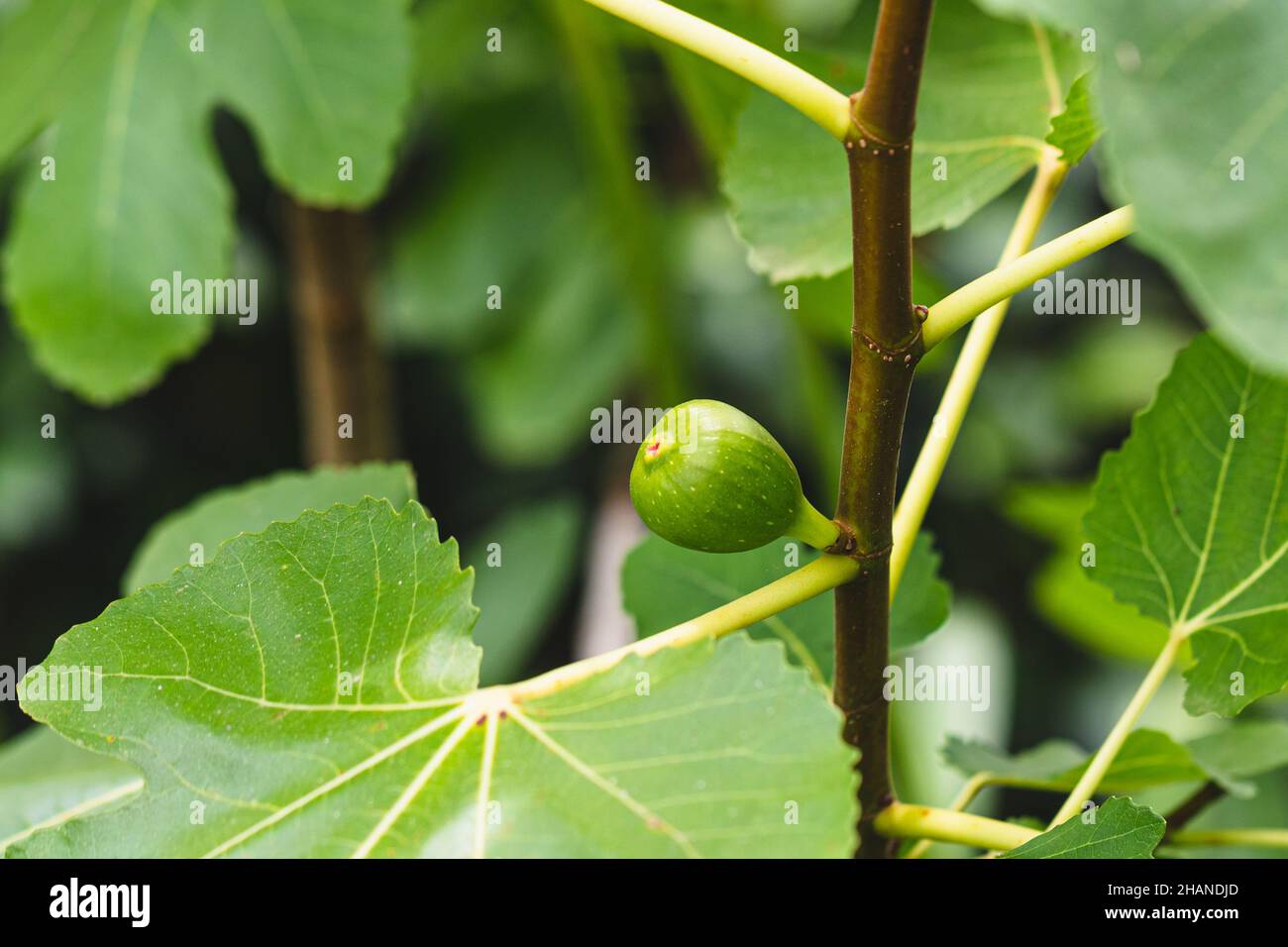 Close-up shot of an unripe green fig on a fig tree in the garden Stock ...